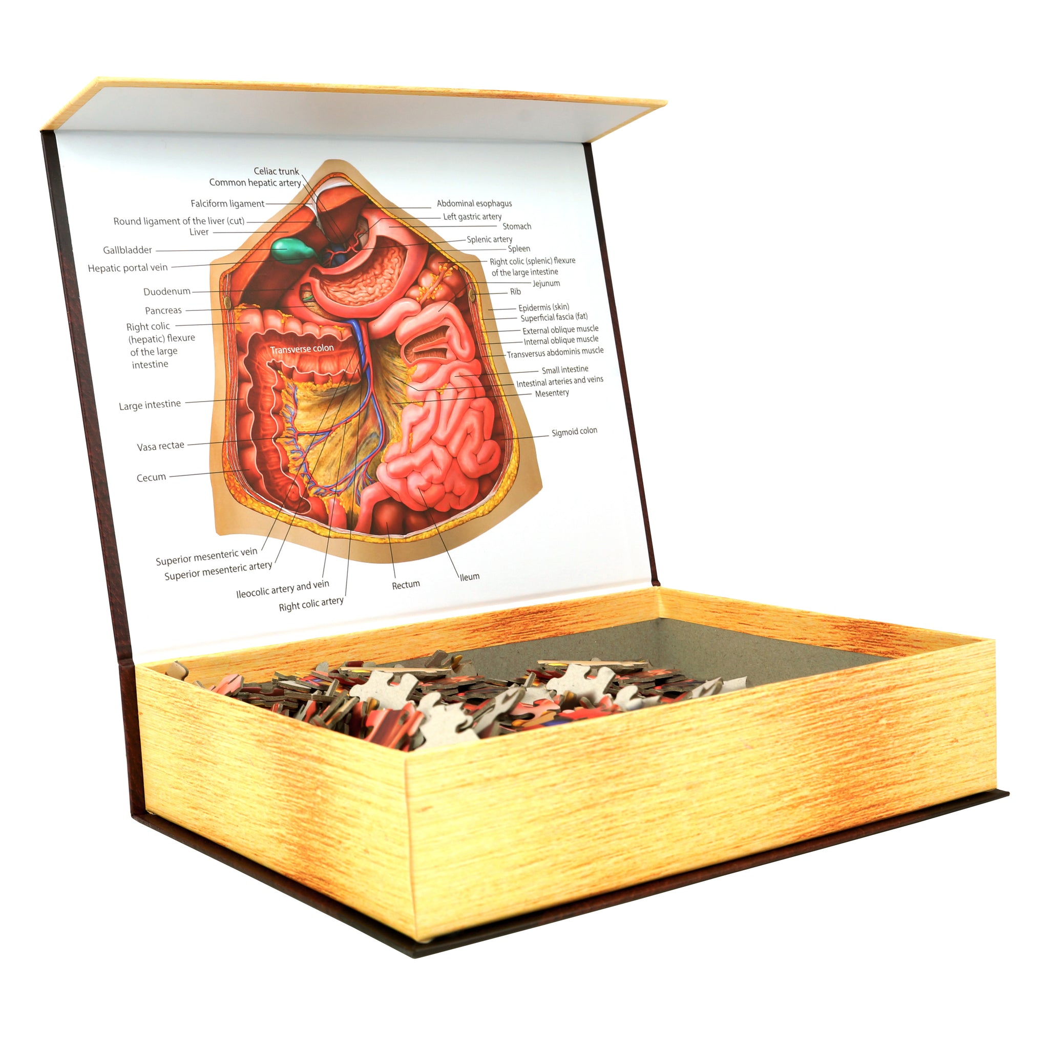 Human Anatomy Jigsaw Puzzle Bundle | Unique Shaped Science Puzzles wit