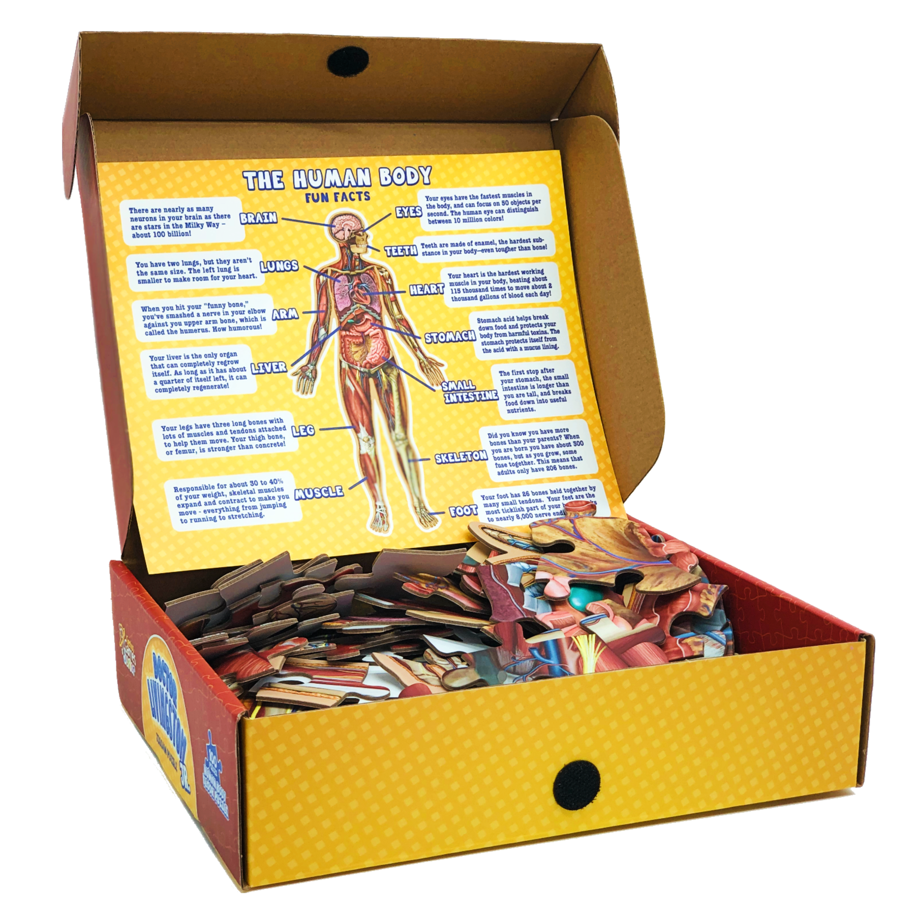 4ft Tall 100-Piece Full Body Human Anatomy Puzzle - For Kids! – Science ...